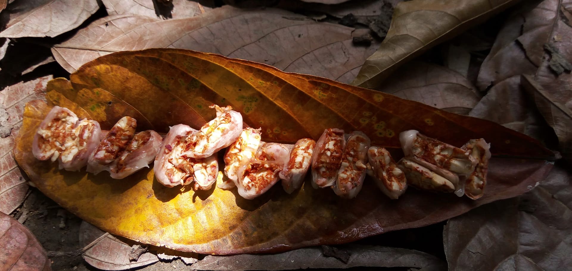 Cocama – Cocoa Runners