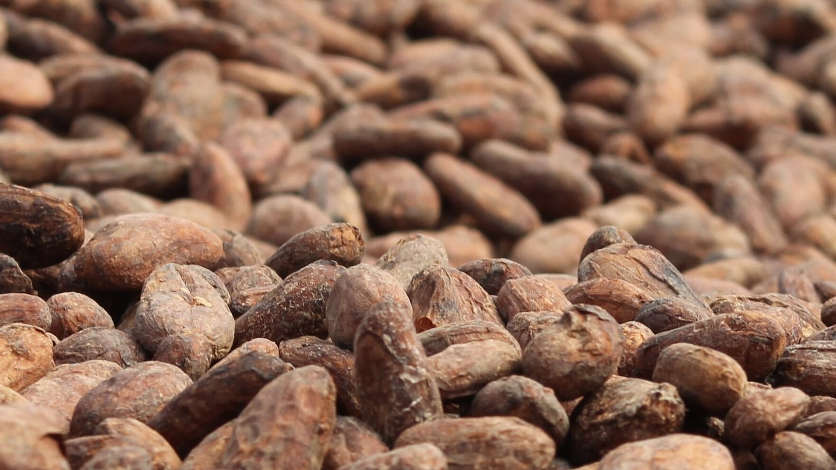 12 Predictions from rising cocoa prices - Cocoa Runners