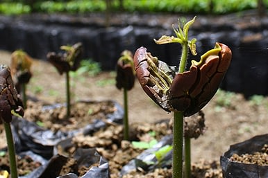 Ethics in the Chocolate Industry - Chocopedia - Cocoa Runners